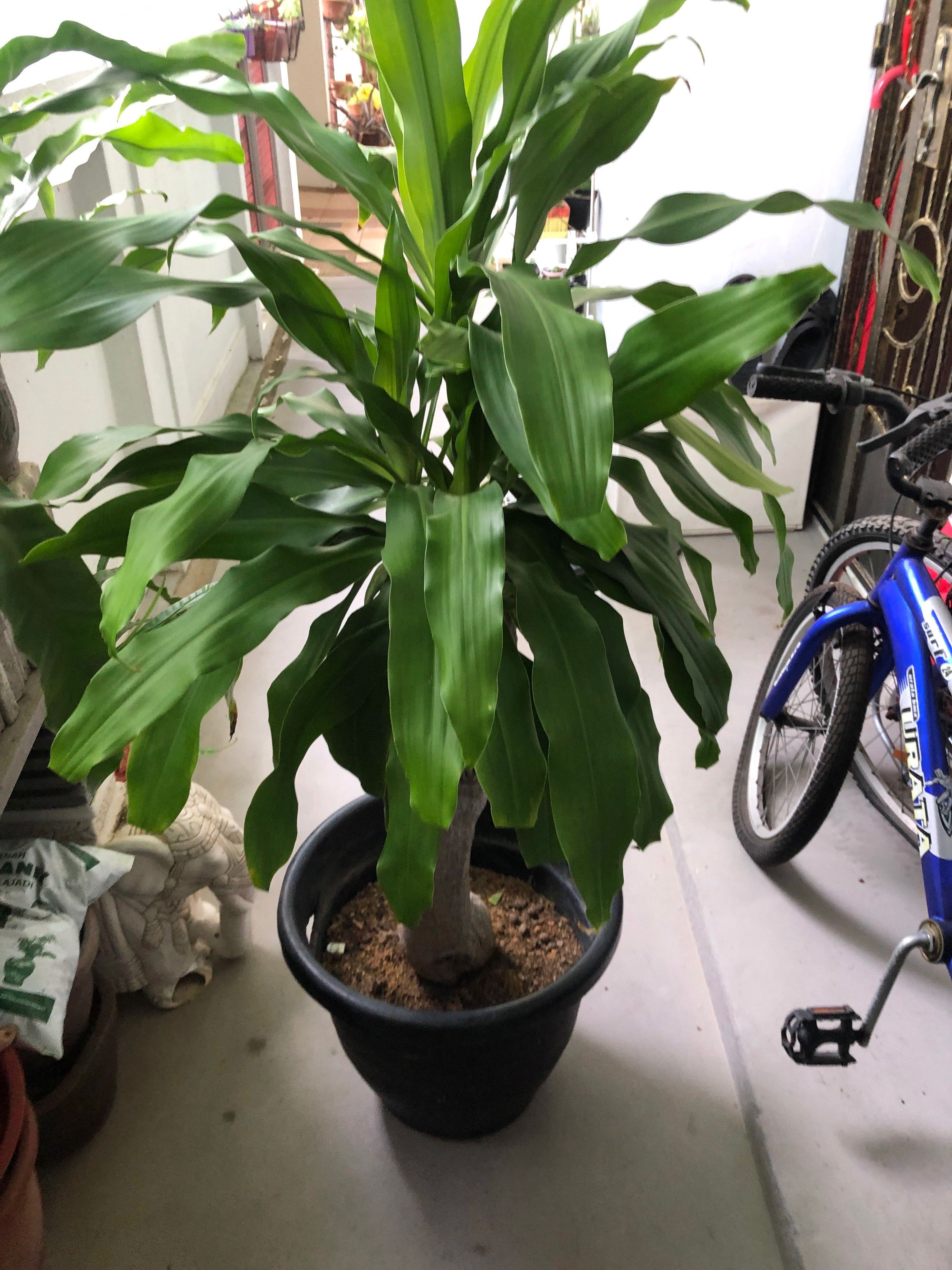 Big iron tree, Furniture & Home Living, Home Decor, Artificial Plants ...