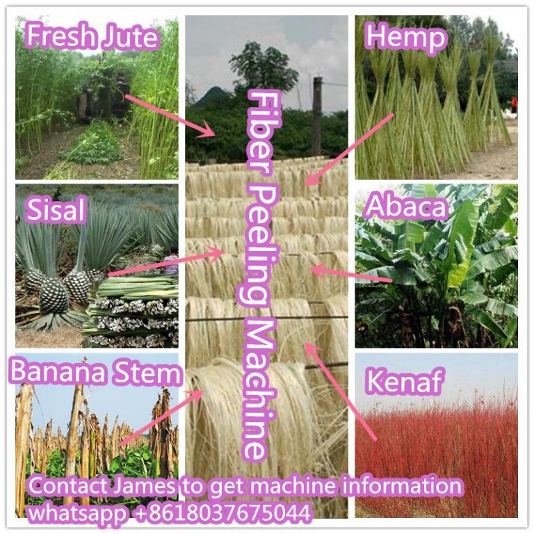 kenaf, jute, hemp, sisal, abaca, banana stem, pineapple hemp peeling ...