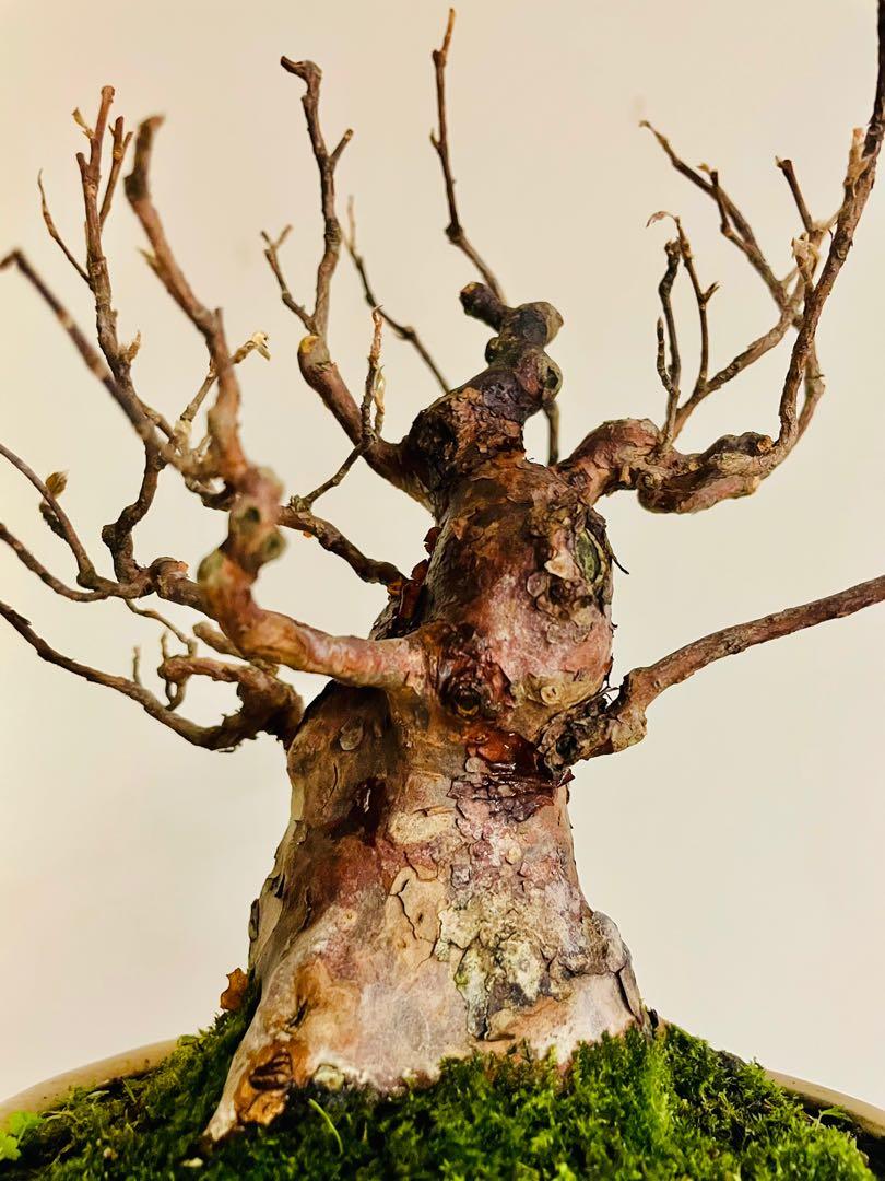 Beautiful Himeshara Thick Trunk Flowering and Fruiting Bonsai ...