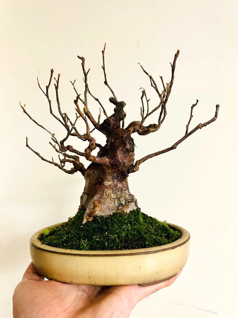 Beautiful Himeshara Thick Trunk Flowering and Fruiting Bonsai ...