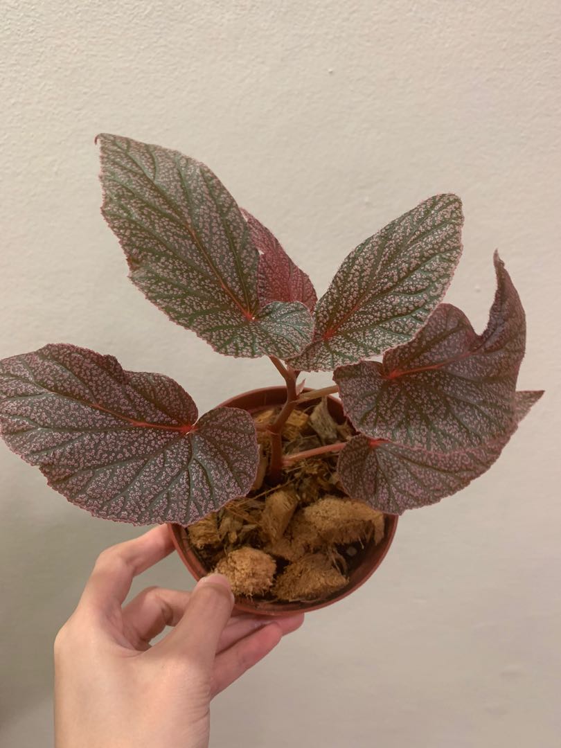 Begonia U062, Gardening, Plants on Carousell
