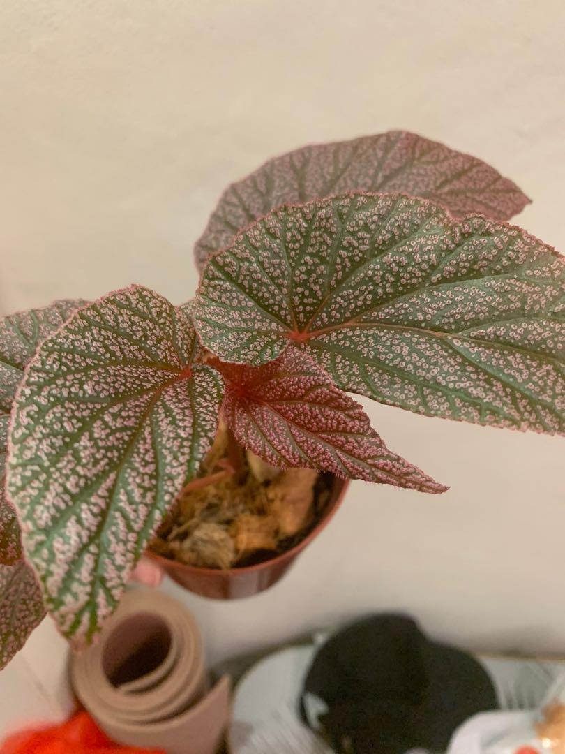 Begonia U062, Gardening, Plants on Carousell