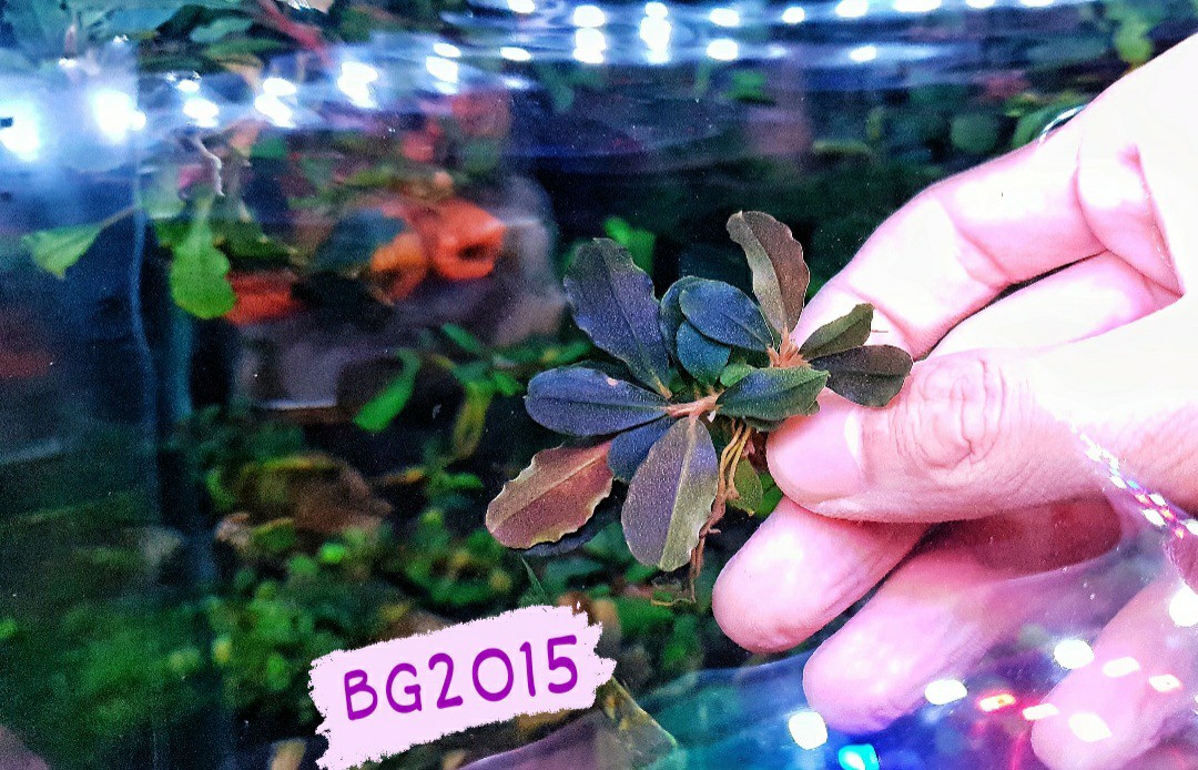 Brownie Ghost 2015 Bucephalandra Bucep Buce, Furniture & Home Living ...