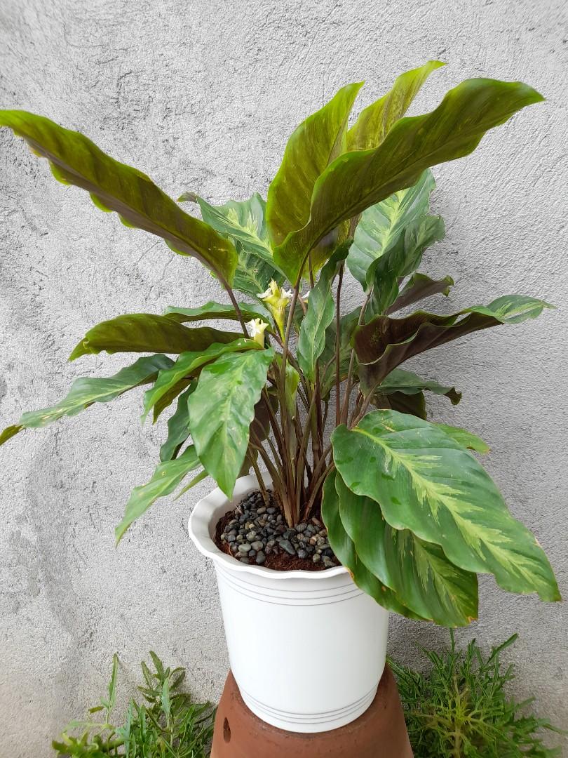 CALATHEA MISTO, Furniture & Home Living, Gardening, Plants & Seeds on ...
