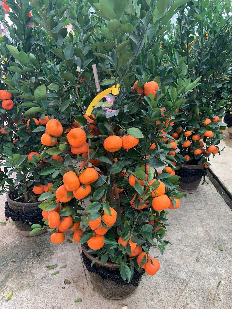 CNY Plant, Everything Else on Carousell