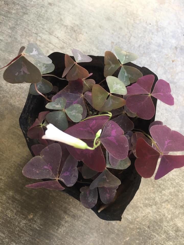 Oxalis triangularis/butterfly plant, Furniture & Home Living, Gardening ...