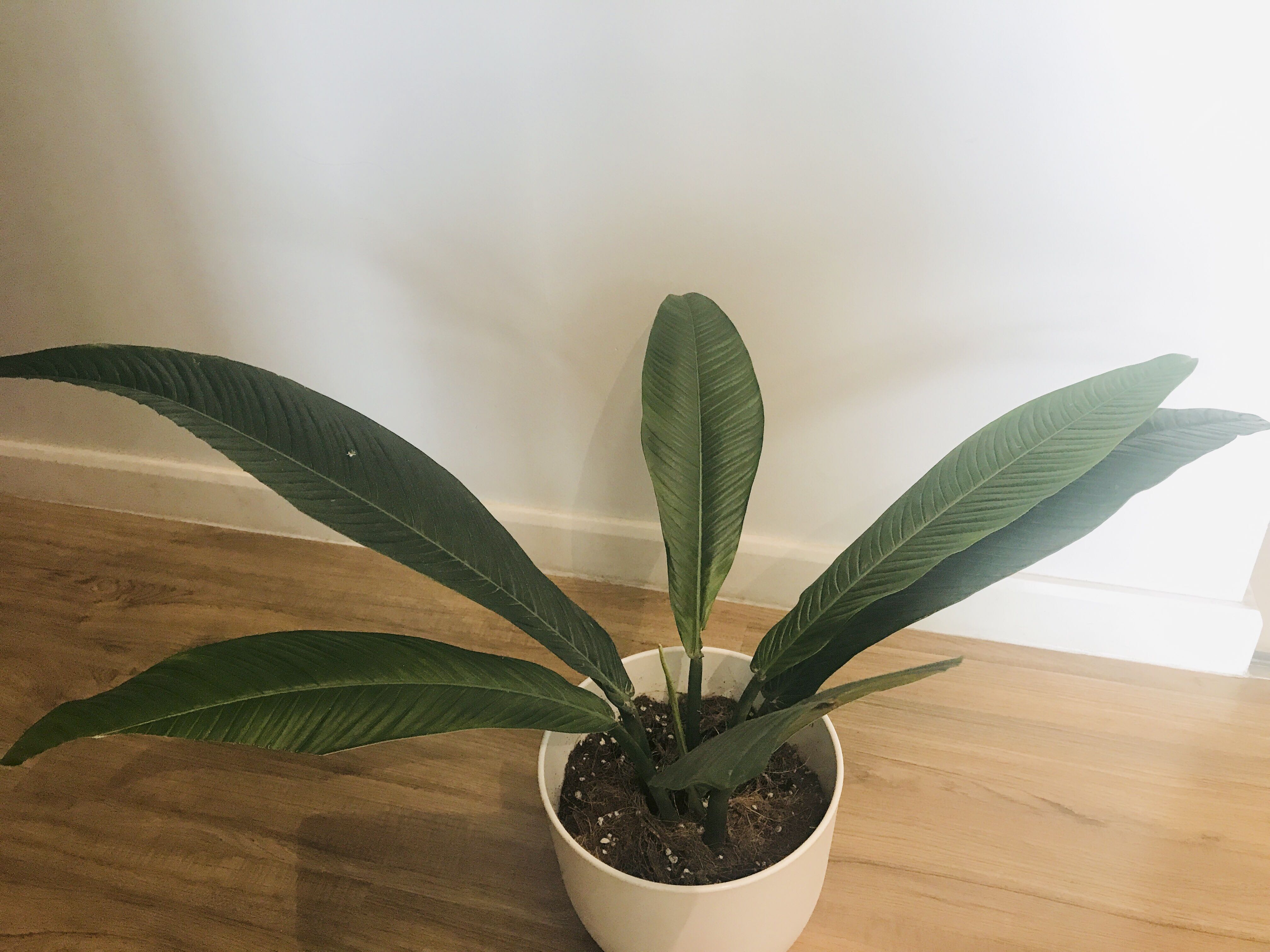 Philodendron Lynette (Big Size), Furniture & Home Living, Gardening ...