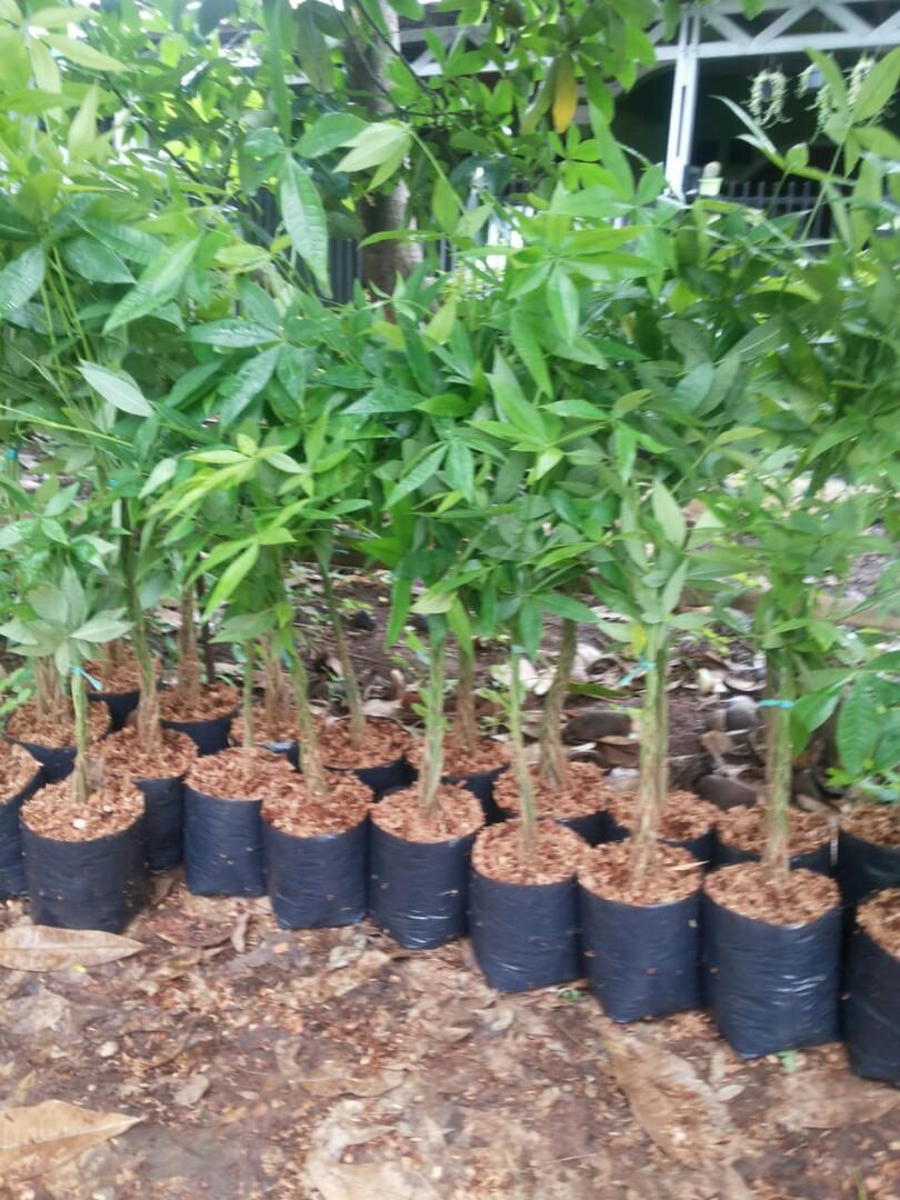 Pohon pacira tinggi 1/2 mtr, Perkebunan di Carousell