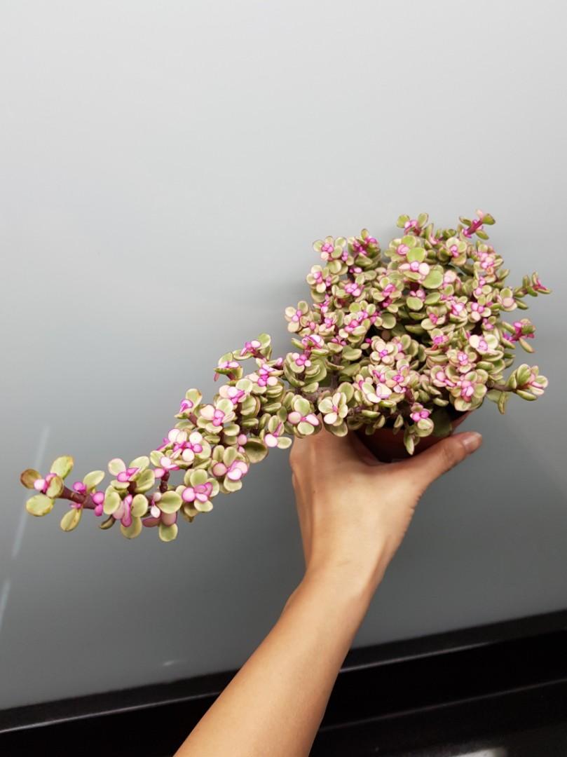 Portulacaria Afra Variegata