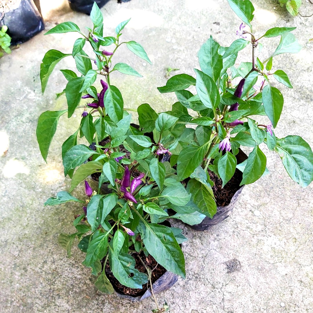 Purple Thai/Malaysian Chili plant, Furniture & Home Living, Gardening ...