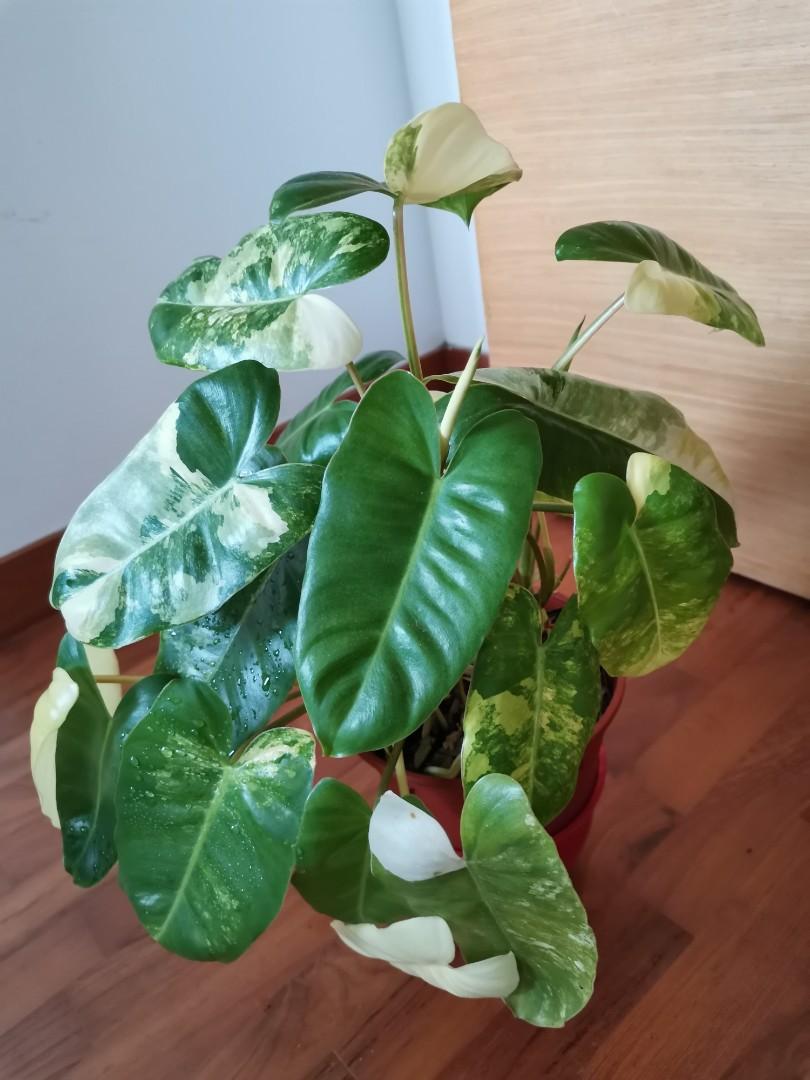 Variegated Philo. Burle marx, Furniture & Home Living, Gardening ...