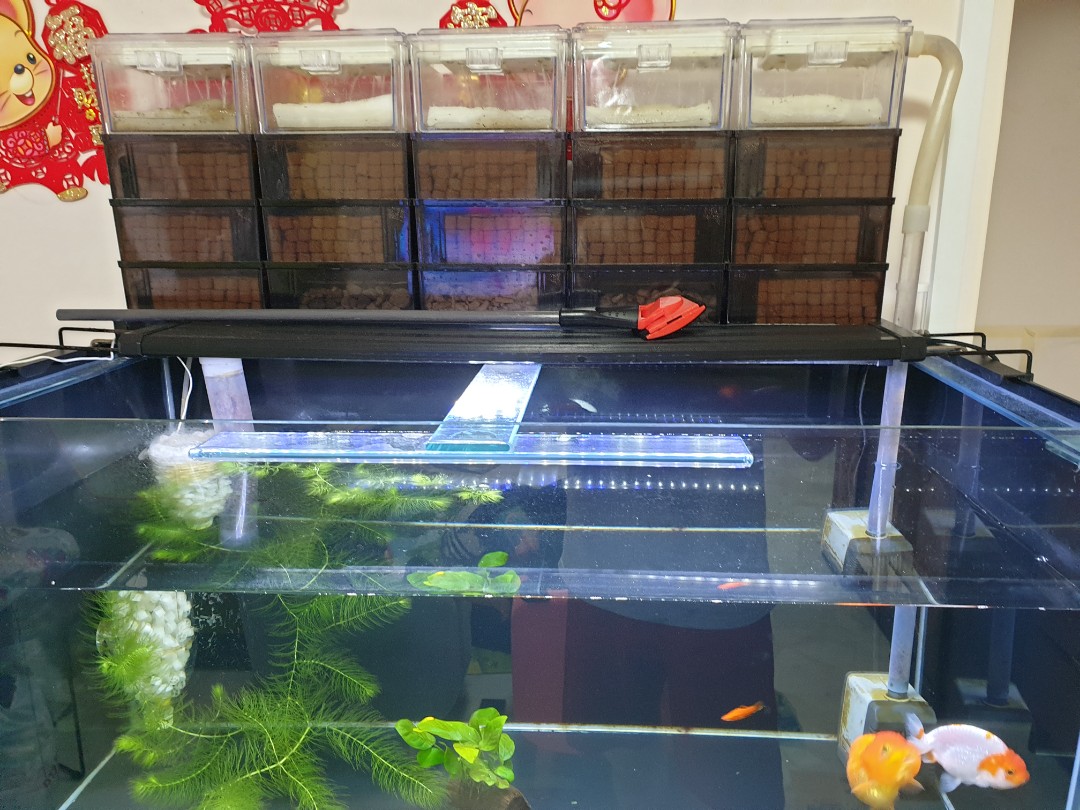 3ft ohf mini sump tank, Pet Supplies, Homes & Other Pet Accessories on ...