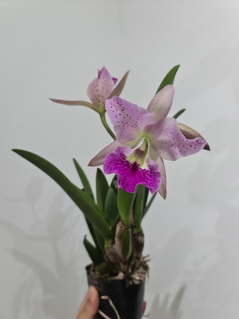 Bc. Kina Hamaya Orchid, Furniture & Home Living, Home Decor, Artificial ...
