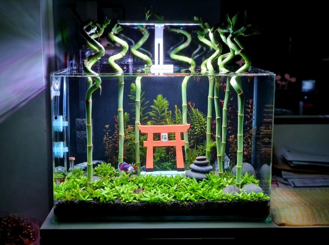 Dymax Eclipse Aquarium LED Light, Pet Supplies, Homes & Other Pet Accessories on Carousell