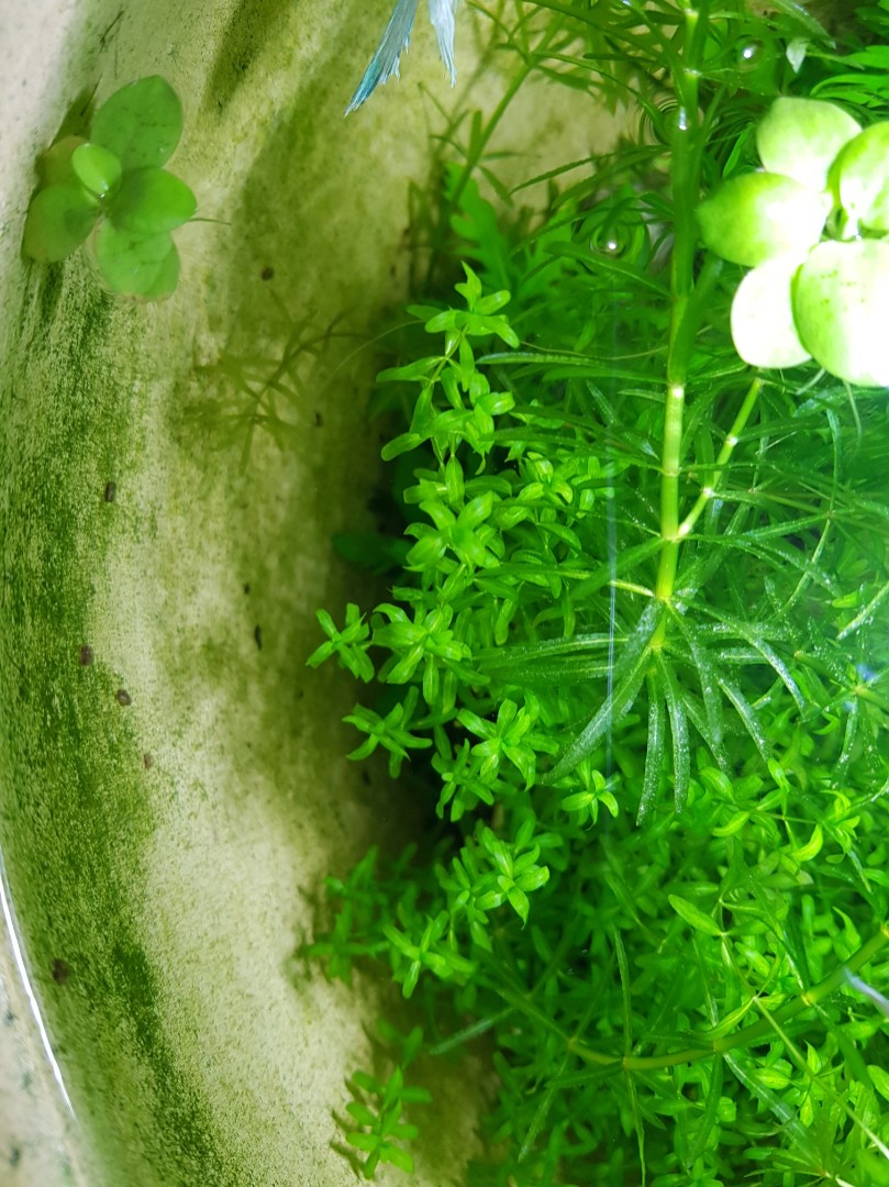 Pearlweed (Hemianthus/micranthemum micranthemoides) aquatic plant ...