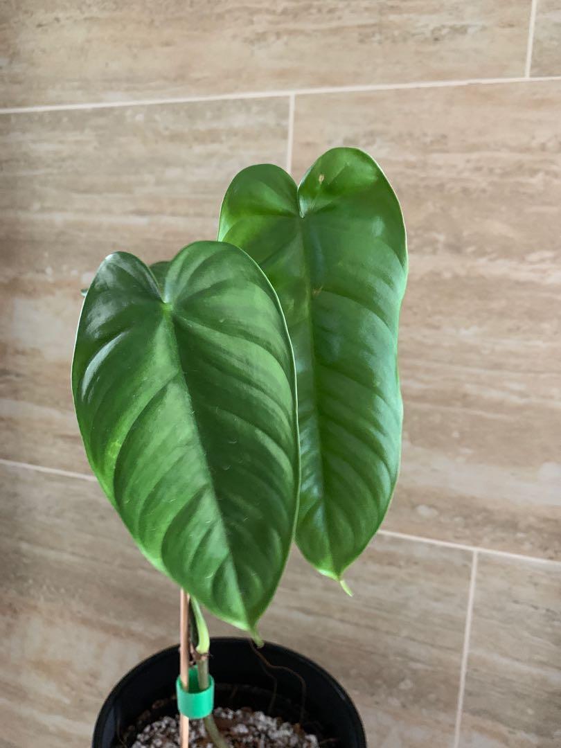 Philodendron Sharoniae Mosquera, Furniture & Home Living, Gardening ...