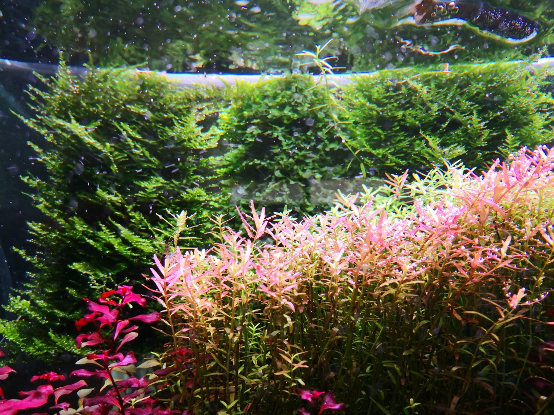 Anchor moss wall, Furniture & Home Living, Gardening, Plants & Seeds on ...