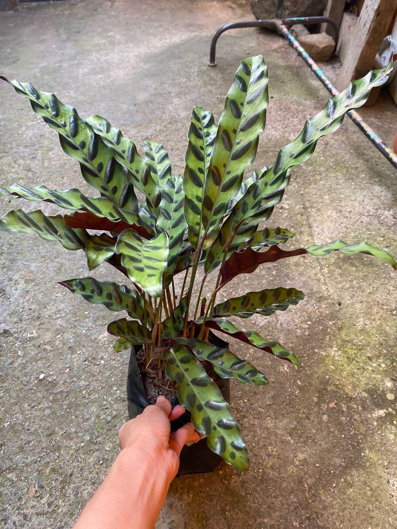 calathea insignis, Furniture & Home Living, Gardening, Plants & Seeds ...
