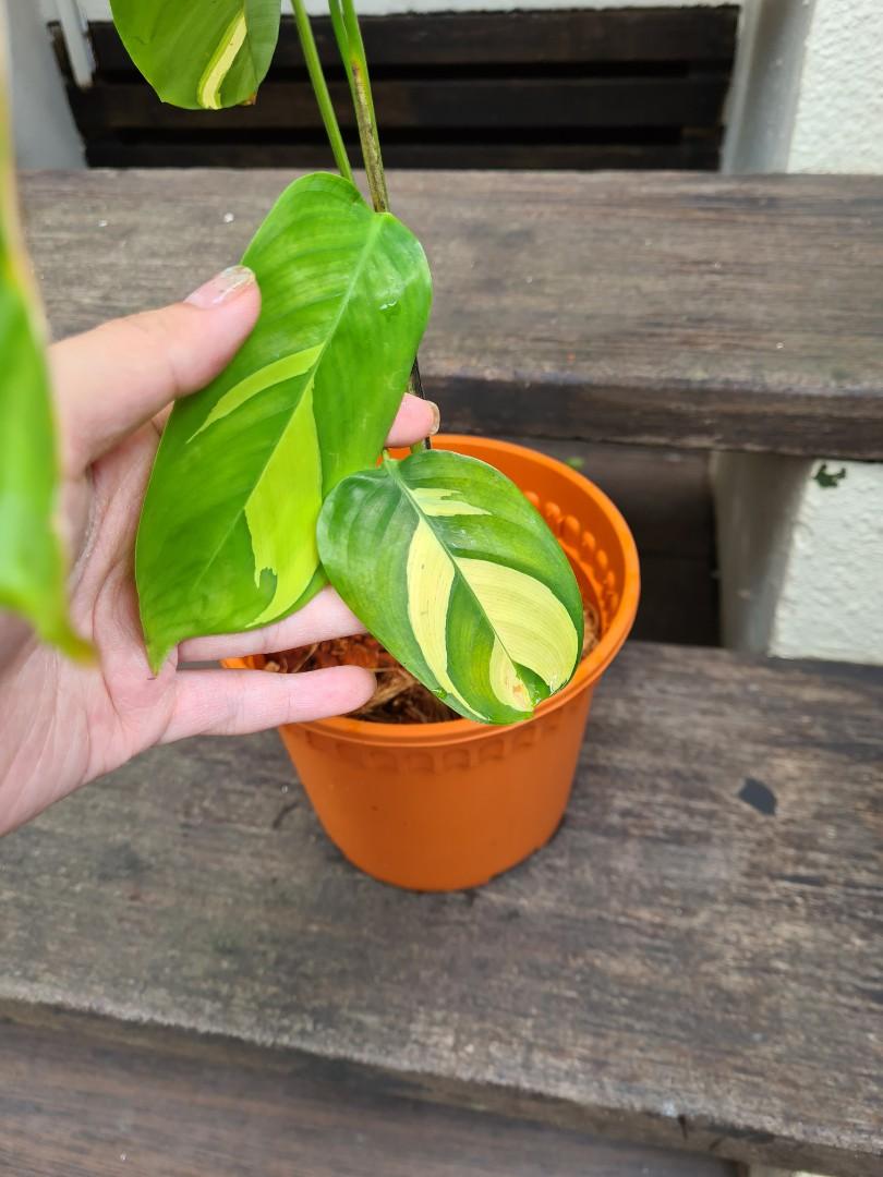 Ctenanthe pilosa cv. " GOLDEN MOSAIC " variegated prayer plant calathea ...