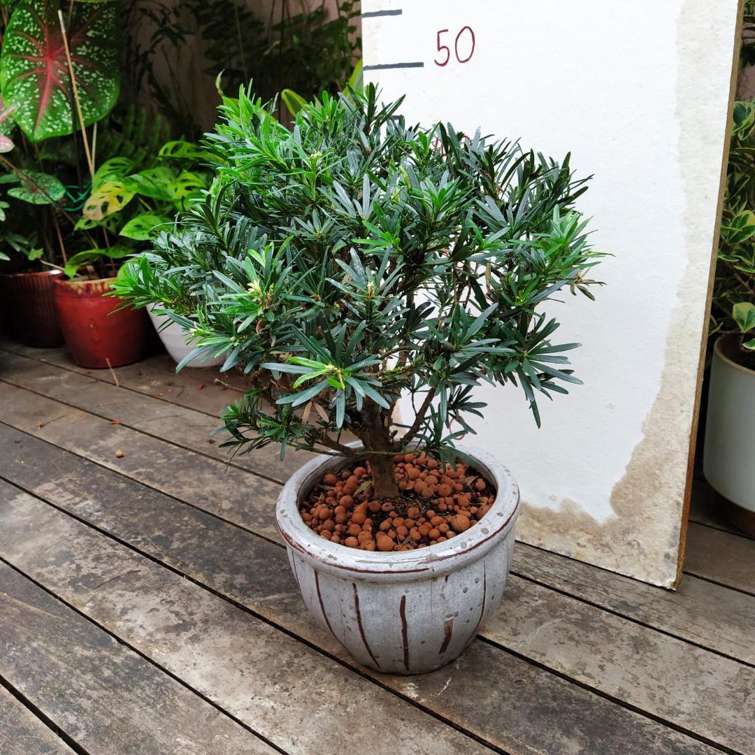 Podocarpus / Luo Han Song, Furniture & Home Living, Gardening, Plants ...