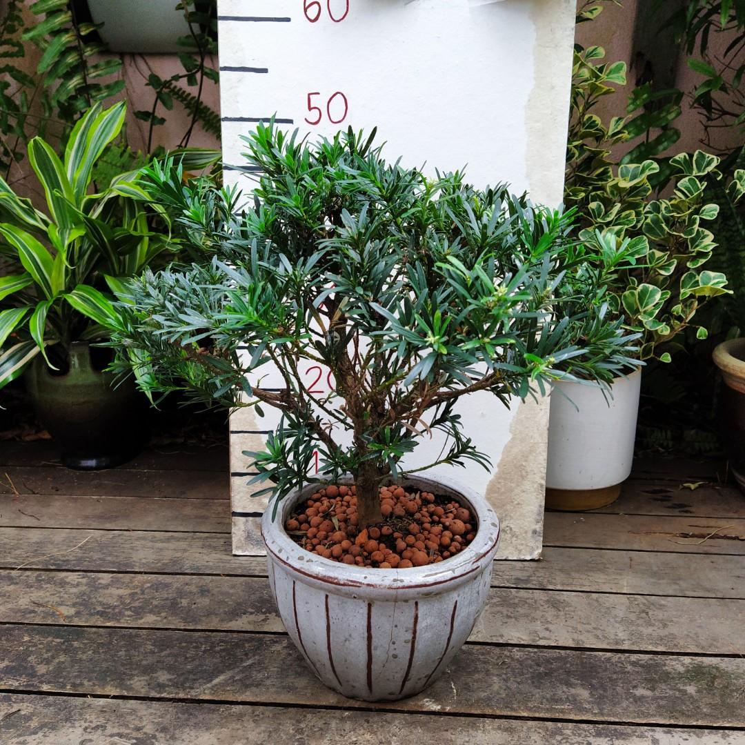 Podocarpus / Luo Han Song, Furniture & Home Living, Gardening, Plants ...