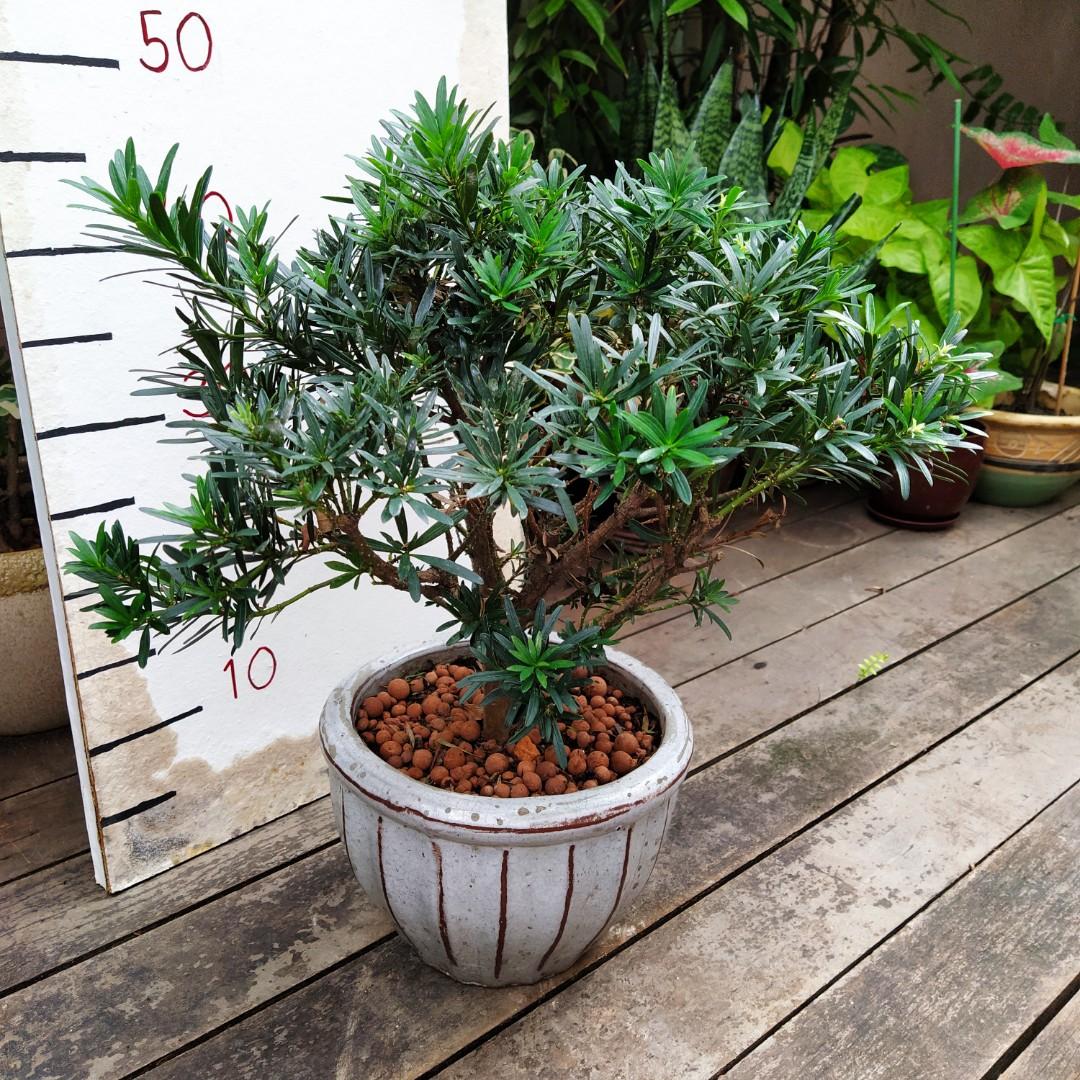 Podocarpus / Luo Han Song, Furniture & Home Living, Gardening, Plants ...