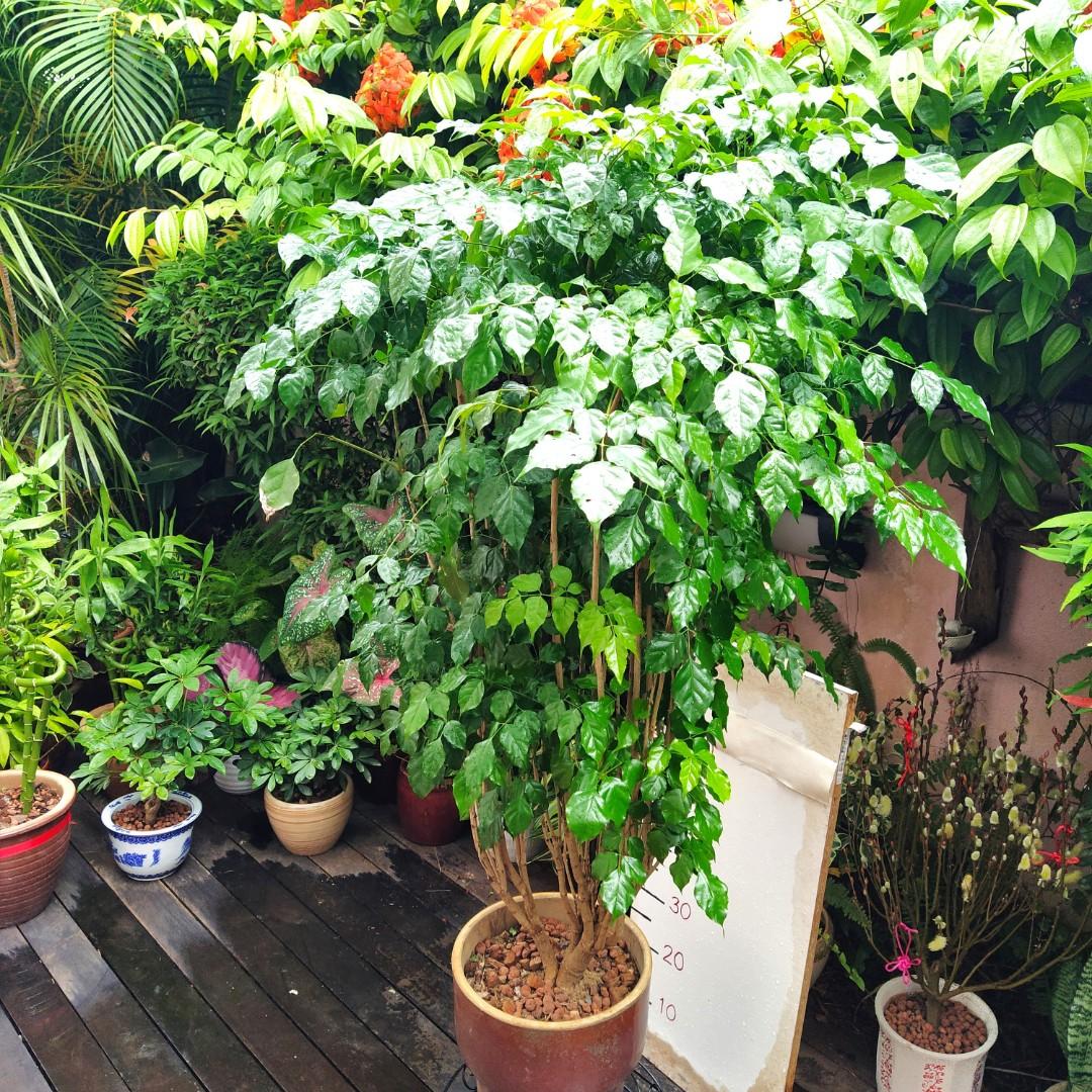 Radermachera / China Doll Tree /Emerald Tree, Furniture & Home Living ...