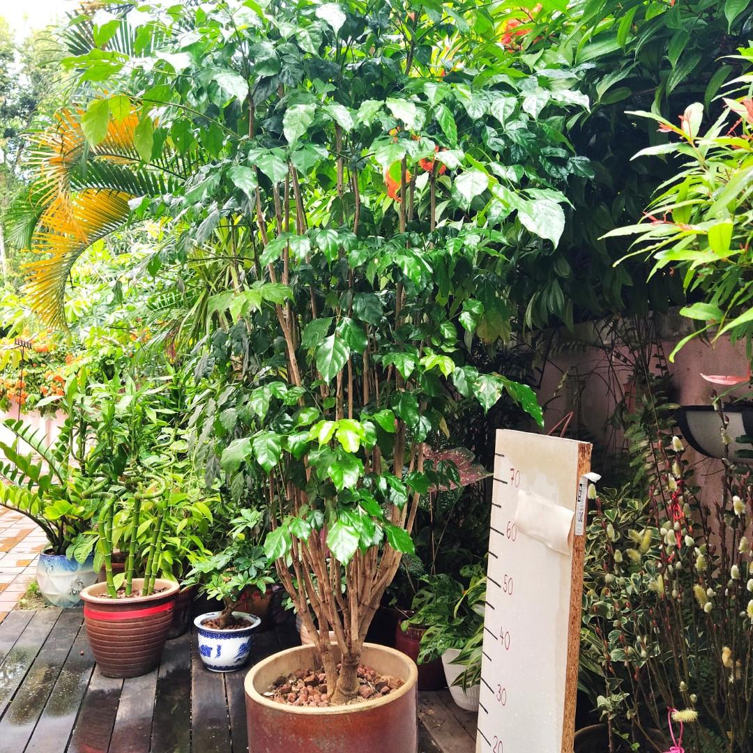 Radermachera / China Doll Tree /Emerald Tree, Furniture & Home Living ...