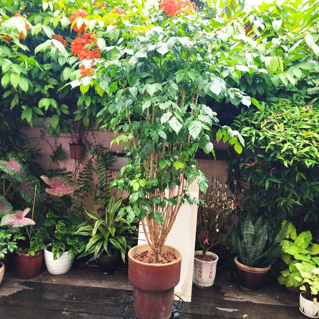 Radermachera / China Doll Tree /Emerald Tree, Furniture & Home Living ...