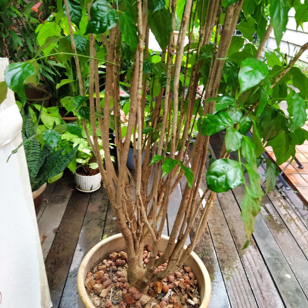 Radermachera / China Doll Tree /Emerald Tree, Furniture & Home Living ...