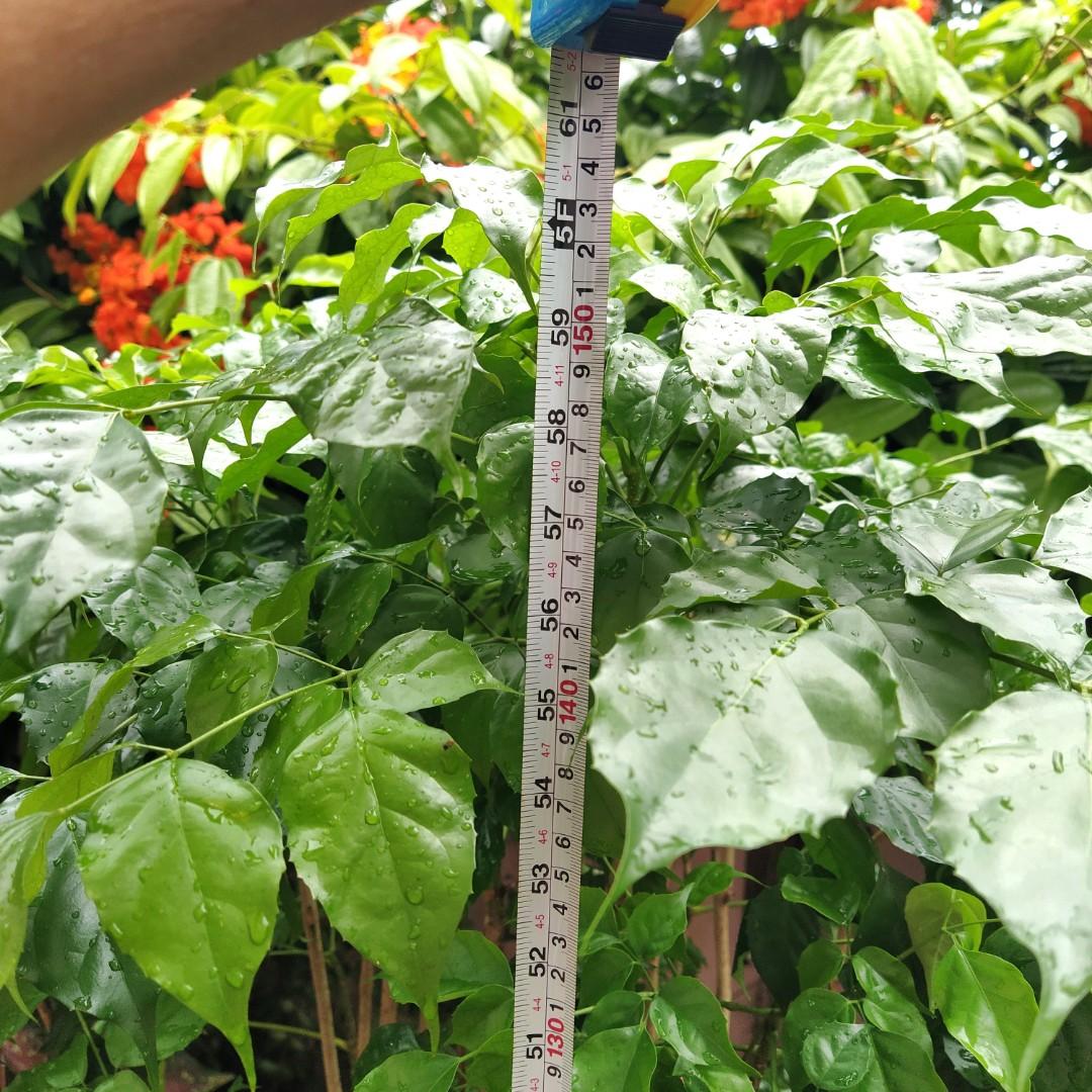 Radermachera / China Doll Tree /Emerald Tree, Furniture & Home Living ...