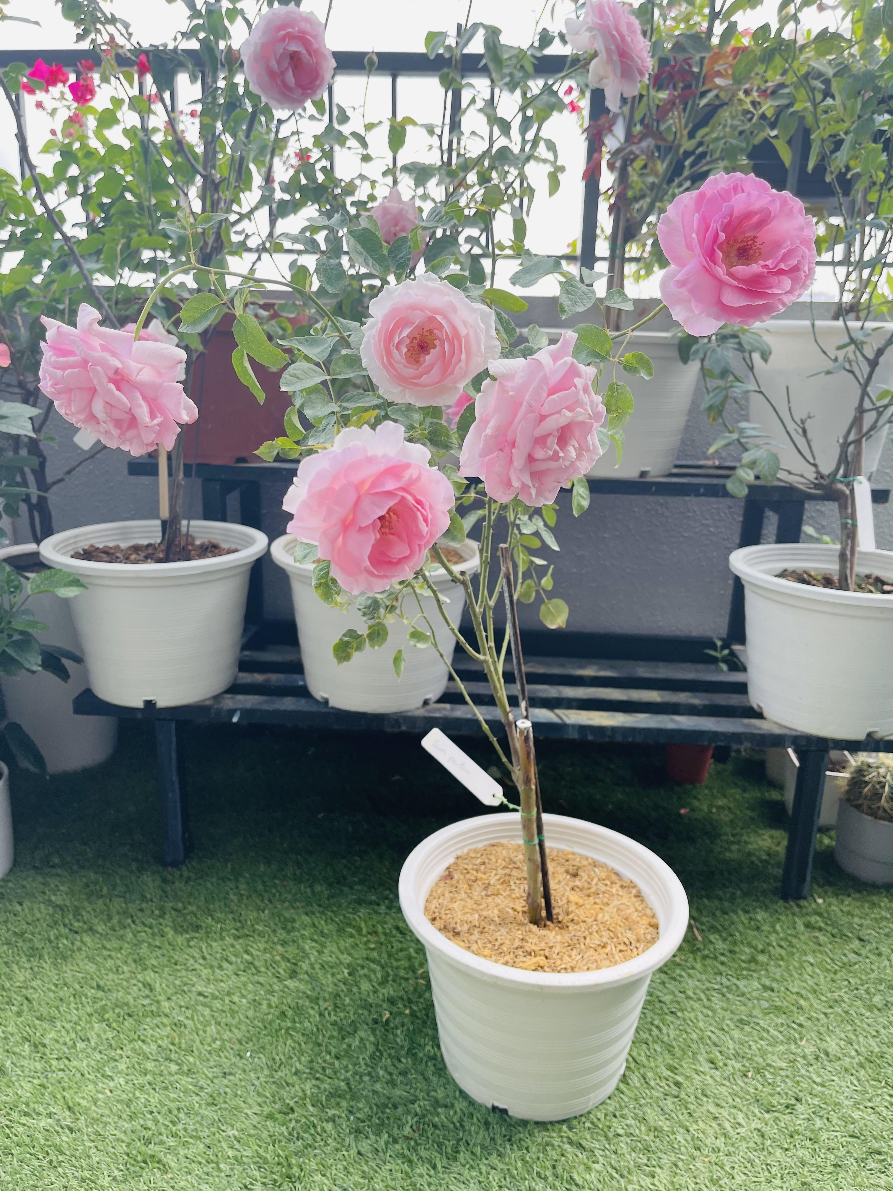 Towa Parfan Fragrant Japanese Special ID Rose, Furniture & Home Living ...