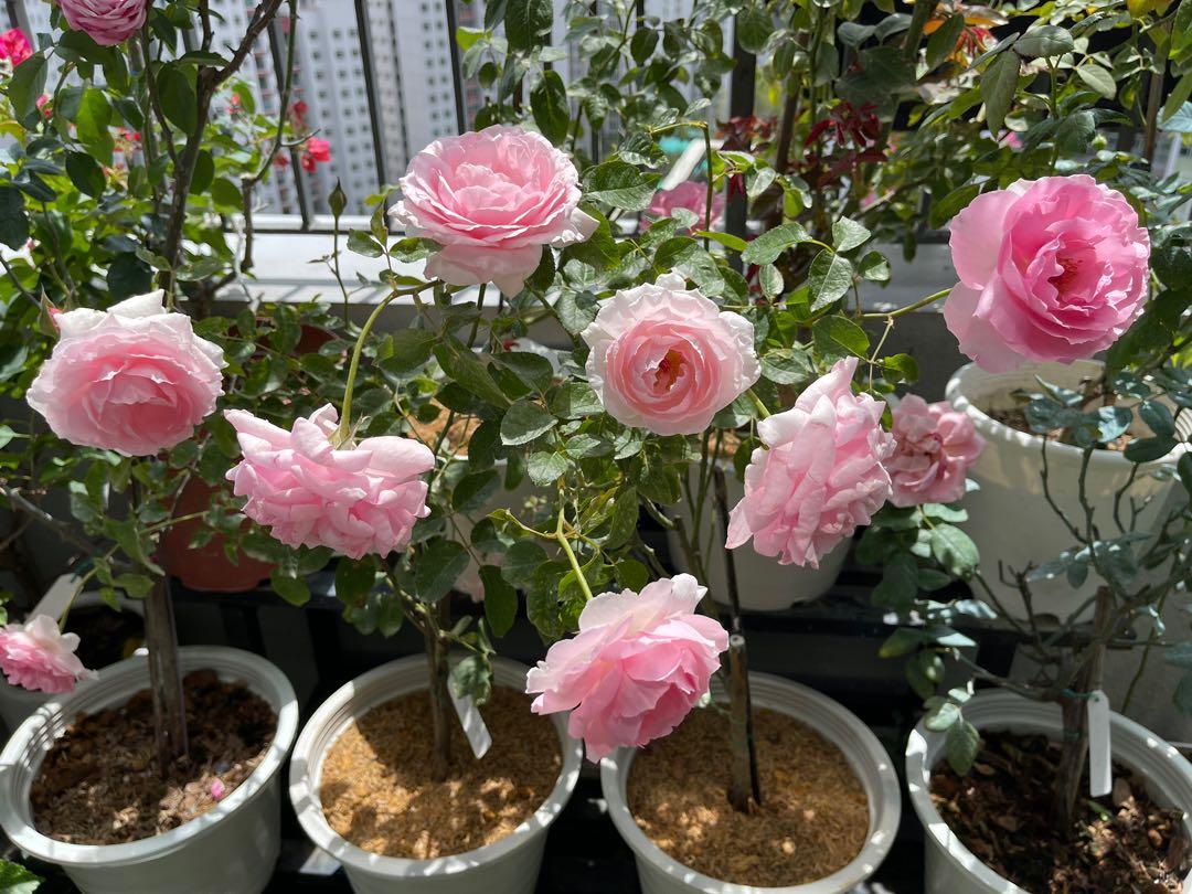 Towa Parfan Fragrant Japanese Special ID Rose, Furniture & Home Living ...