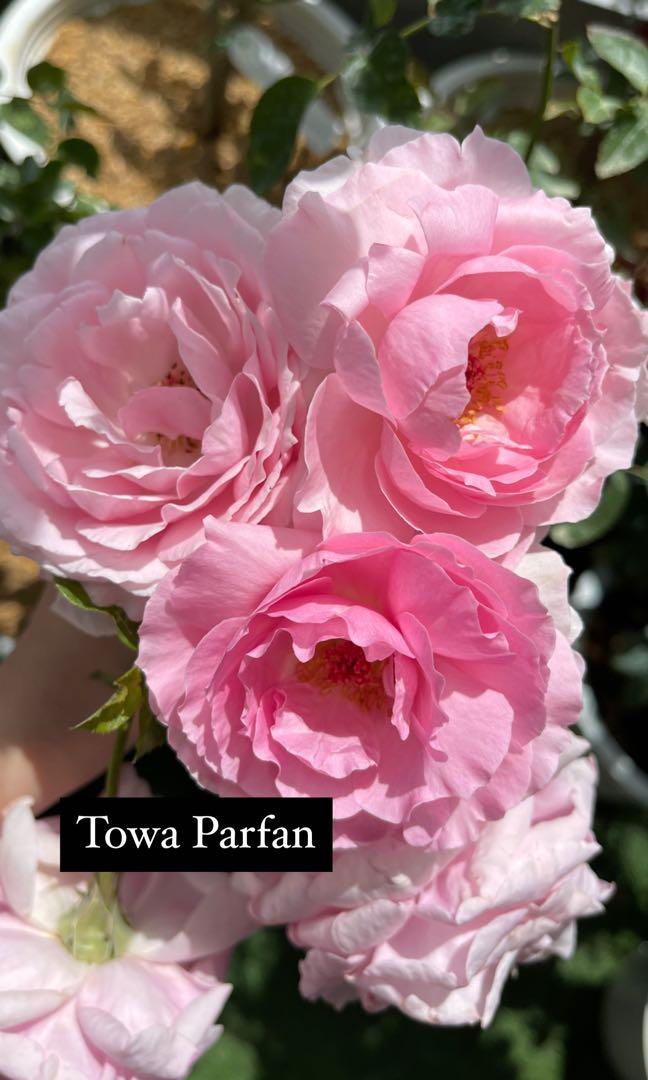 Towa Parfan Fragrant Japanese Special ID Rose, Furniture & Home Living ...