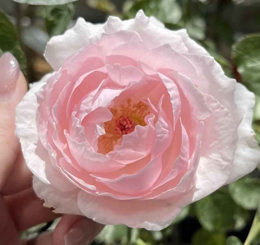 Towa Parfan Fragrant Japanese Special ID Rose, Furniture & Home Living ...