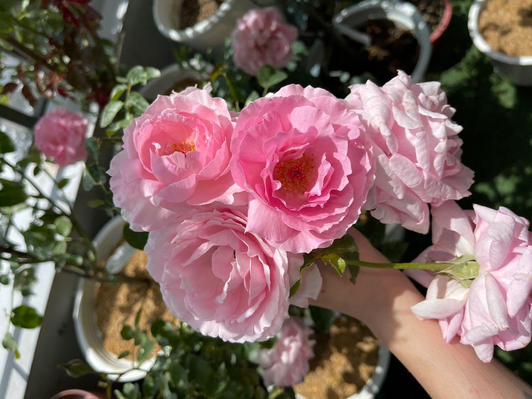 Towa Parfan Fragrant Japanese Special ID Rose, Furniture & Home Living ...