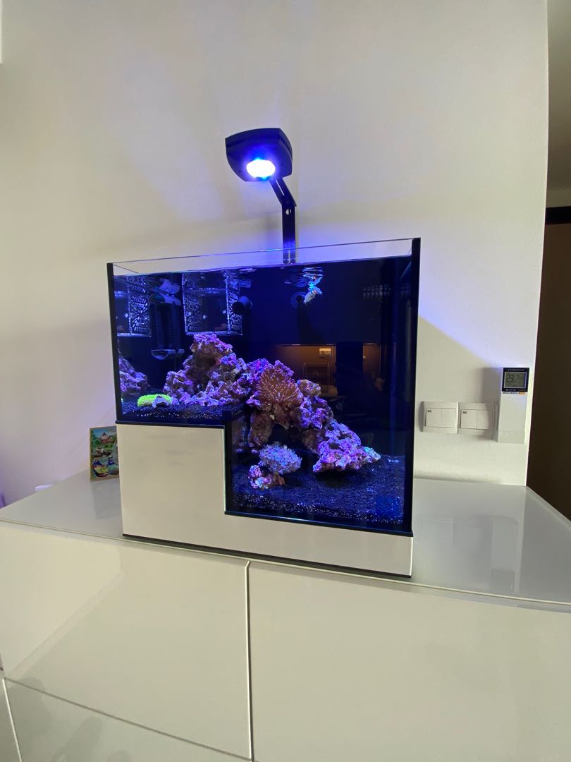 Innovative marine drop off tank 20G, Pet Supplies, Homes & Other Pet ...
