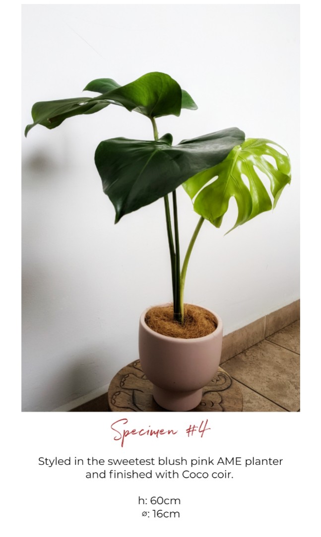 Monstera Deliciosa styled in a blush pink Ame planter, Furniture & Home ...