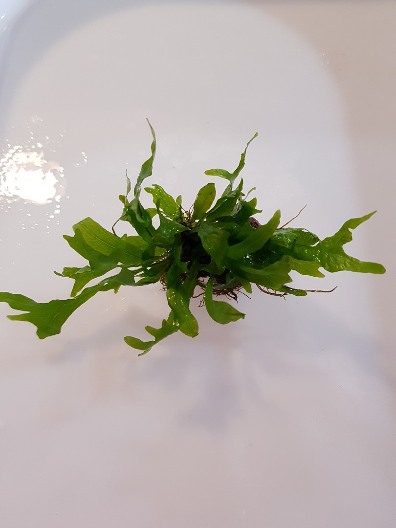 Rare Thor's Hammer Fern #2, Furniture & Home Living, Gardening, Plants ...