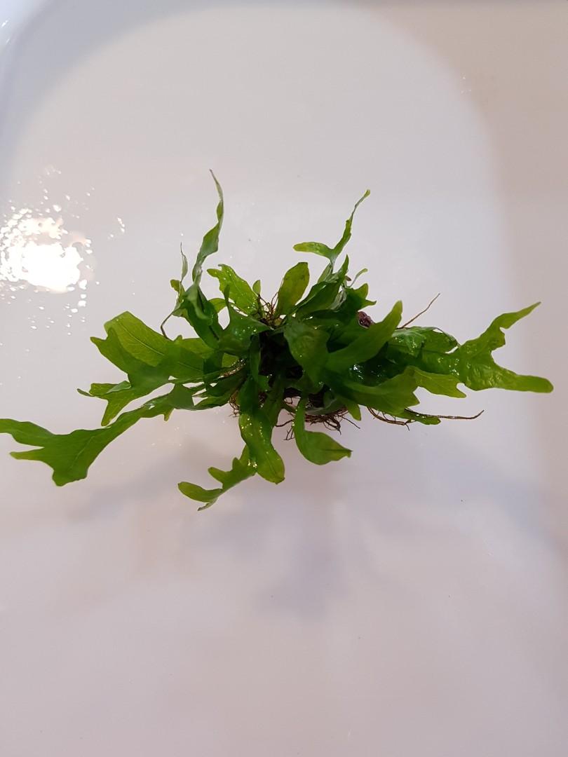 Rare Thor's Hammer Fern #2, Furniture & Home Living, Gardening, Plants ...