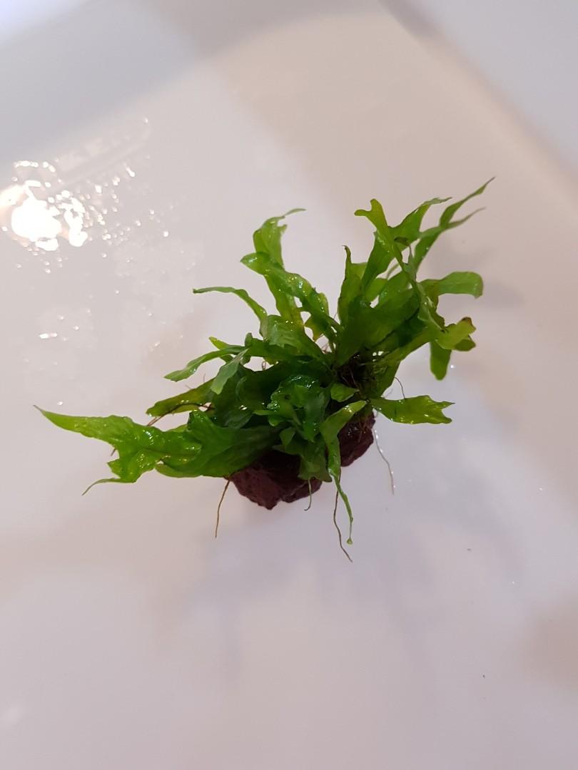 Rare Thor's Hammer Fern #2, Furniture & Home Living, Gardening, Plants ...