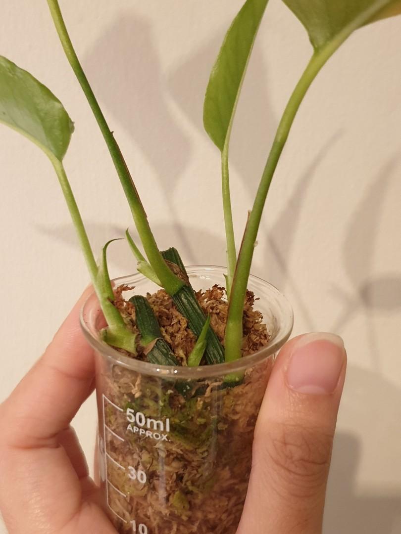 Epipremnum 'Skeleton Key' cuttings, Furniture & Home Living, Gardening ...