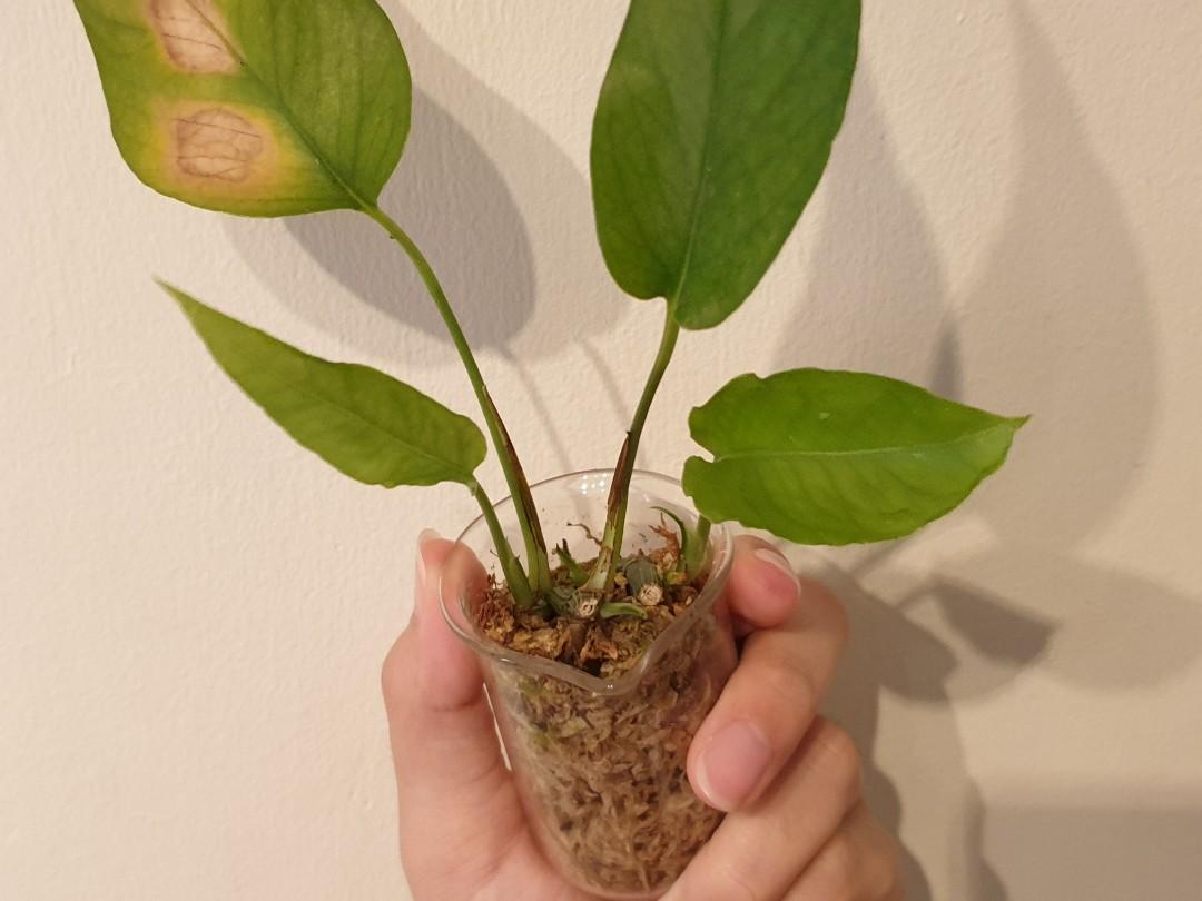 Epipremnum 'Skeleton Key' cuttings, Furniture & Home Living, Gardening ...