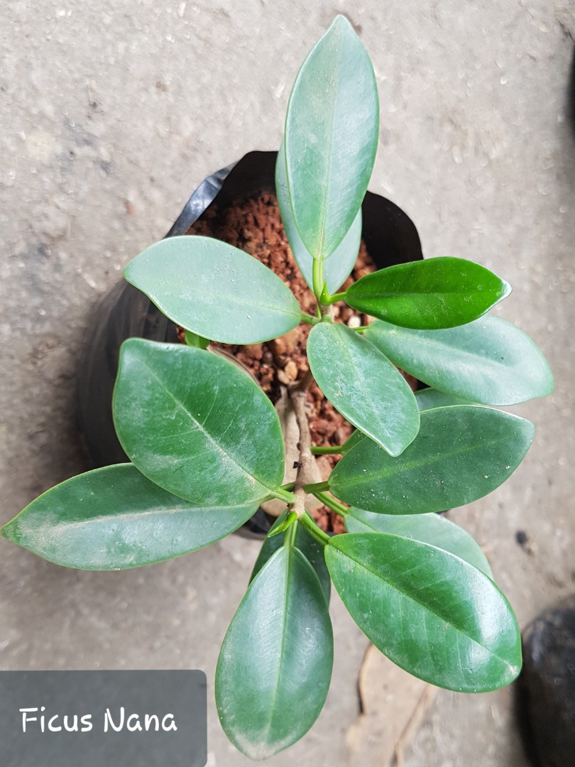 Ficus nana, Furniture & Home Living, Gardening, Plants & Seeds on Carousell