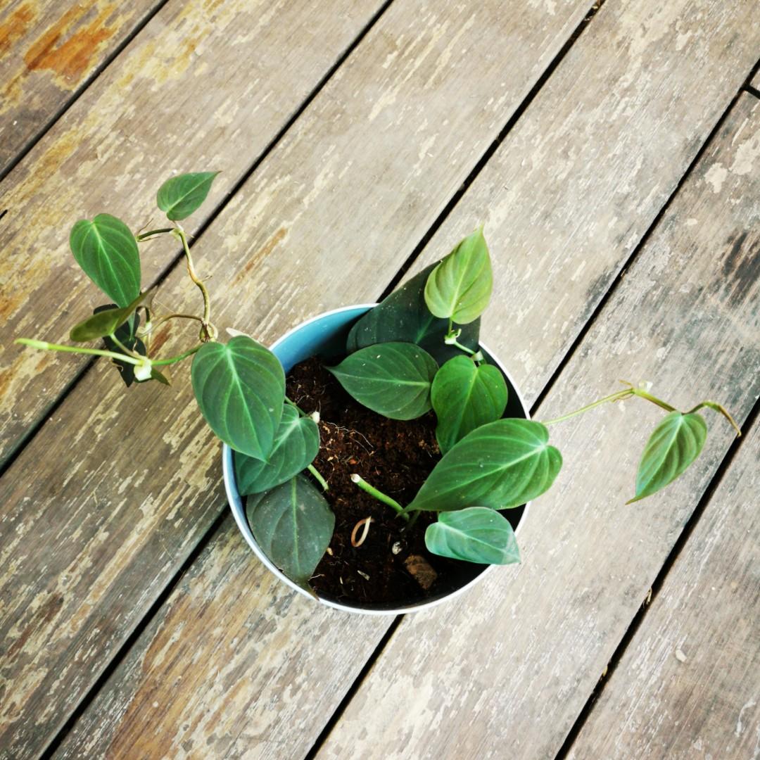 Micans/philodendron/pothos, Furniture & Home Living, Gardening, Plants ...
