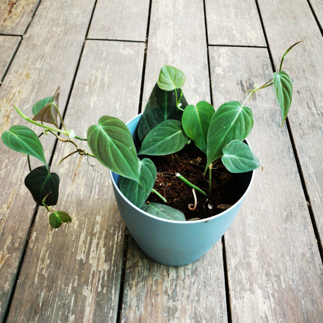 Micans/philodendron/pothos, Furniture & Home Living, Gardening, Plants ...