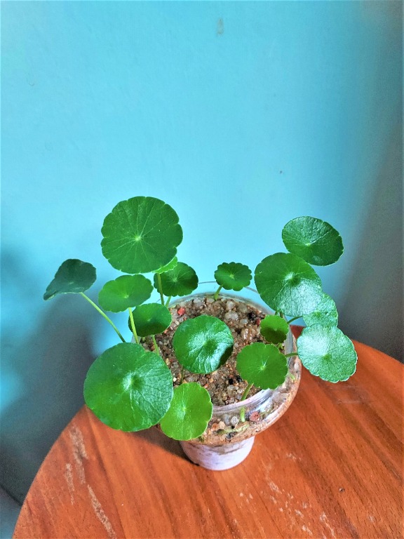 Pennywort / Chinese Coin Plant ( 銅銭草), Furniture & Home Living ...