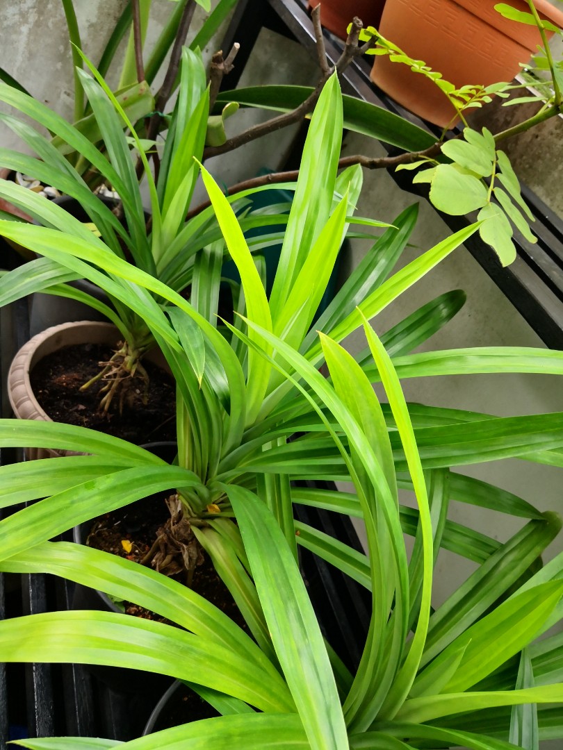 Pandan leave with pot, Furniture & Home Living, Home Decor, Artificial ...