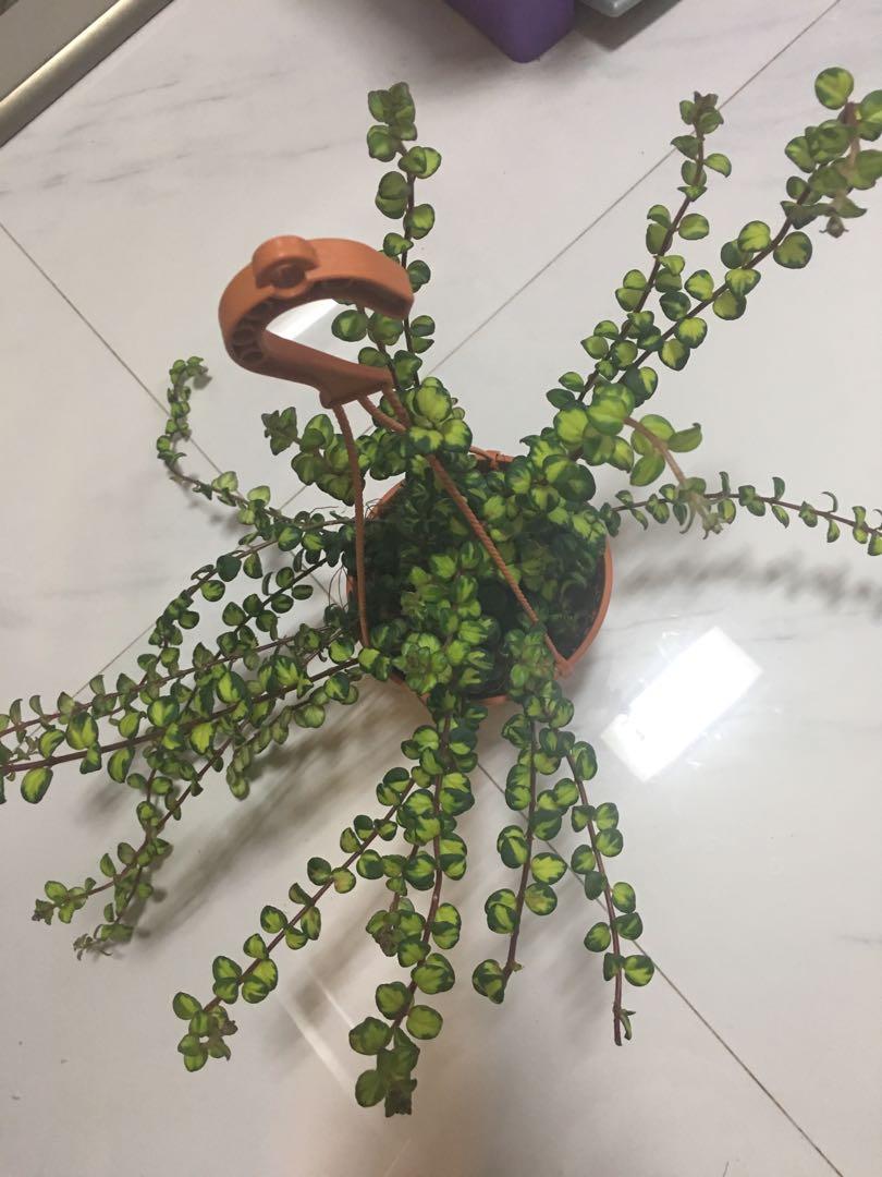 Columnea goldfish plant variegated, Gardening, Plants on Carousell