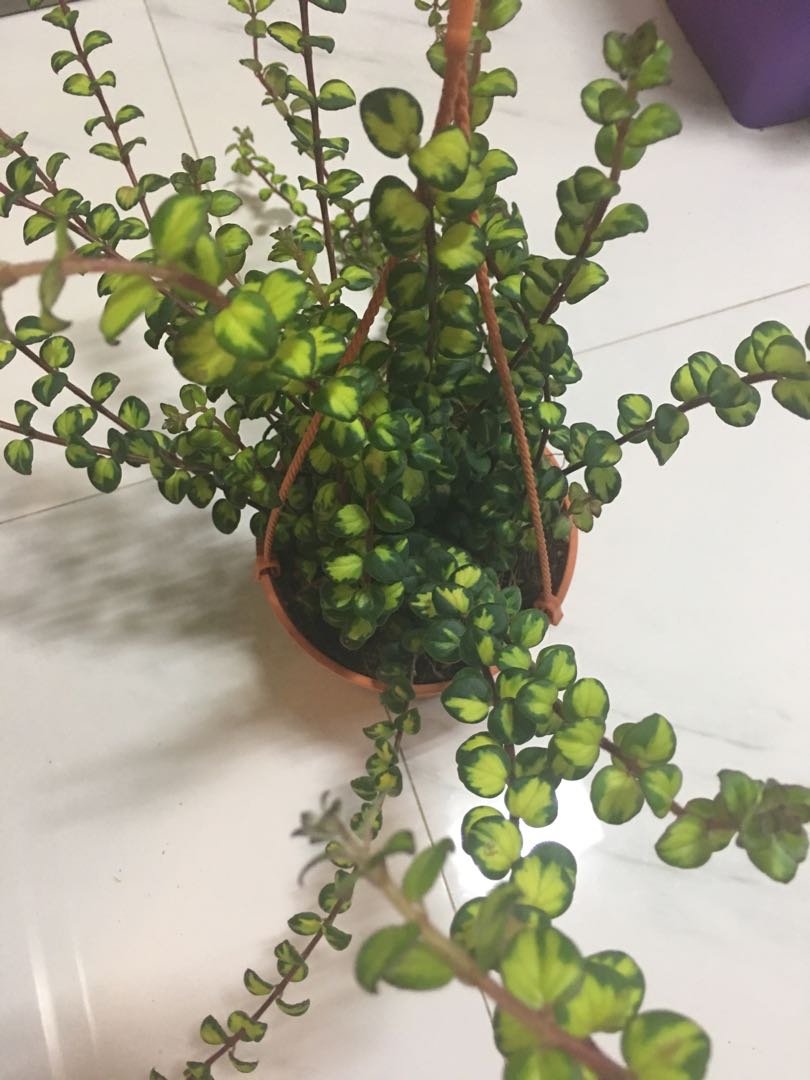 Columnea goldfish plant variegated, Gardening, Plants on Carousell